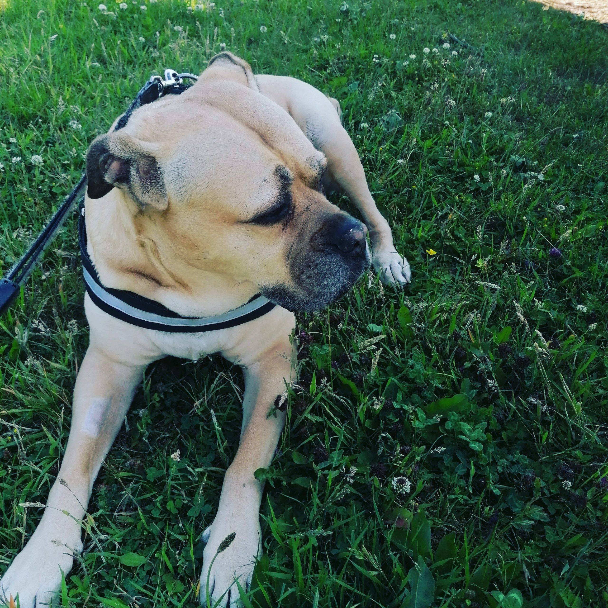 Waggly Walks – A professional, fully insured dog walking service ...