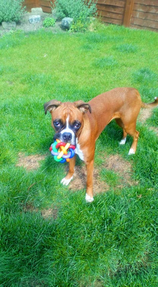 Waggly Walks – A professional, fully insured dog walking service ...