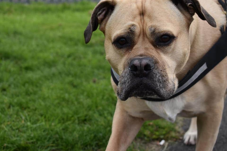 Waggly Walks – A professional, fully insured dog walking service ...