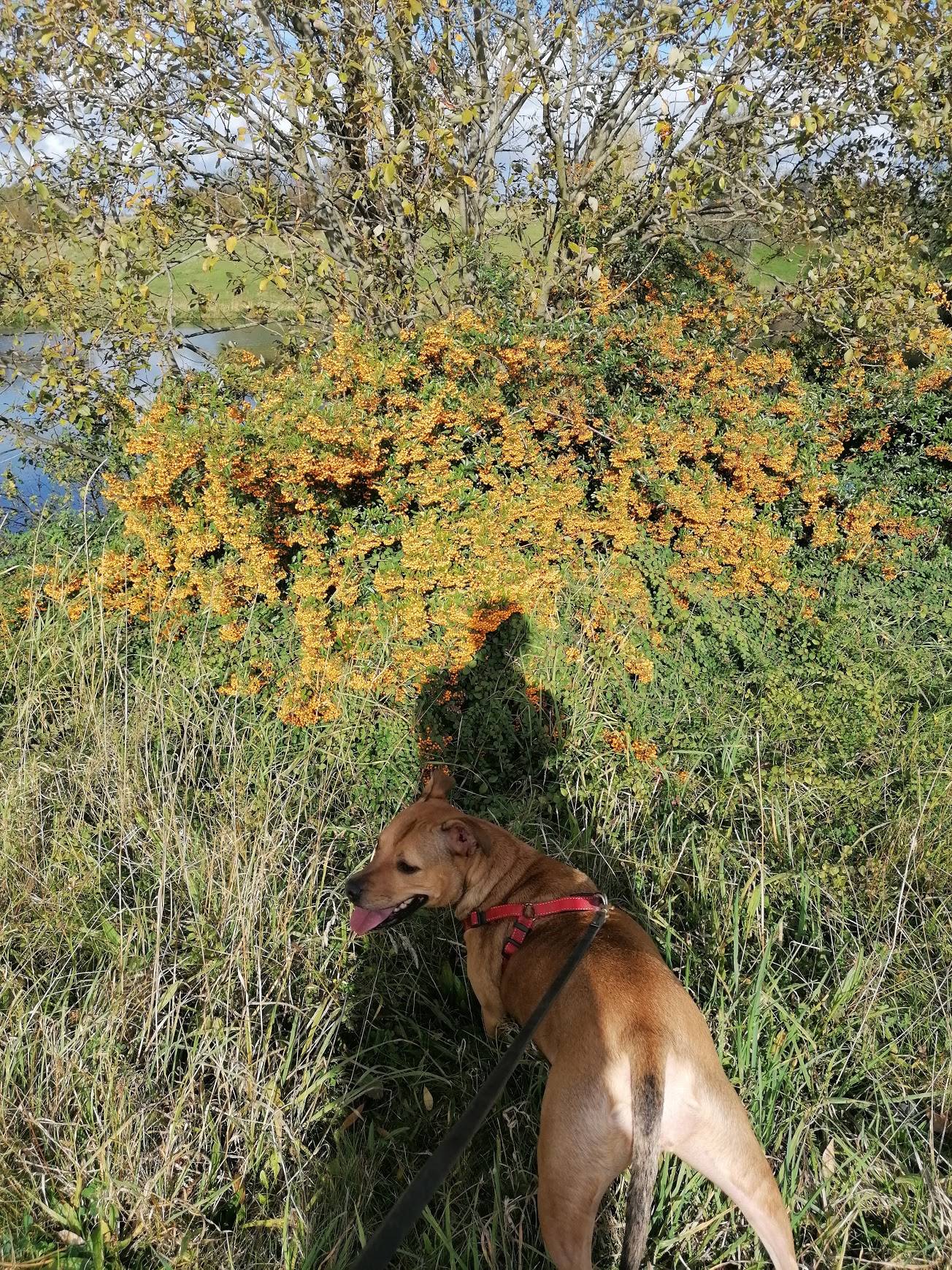 Waggly Walks – A professional, fully insured dog walking service ...