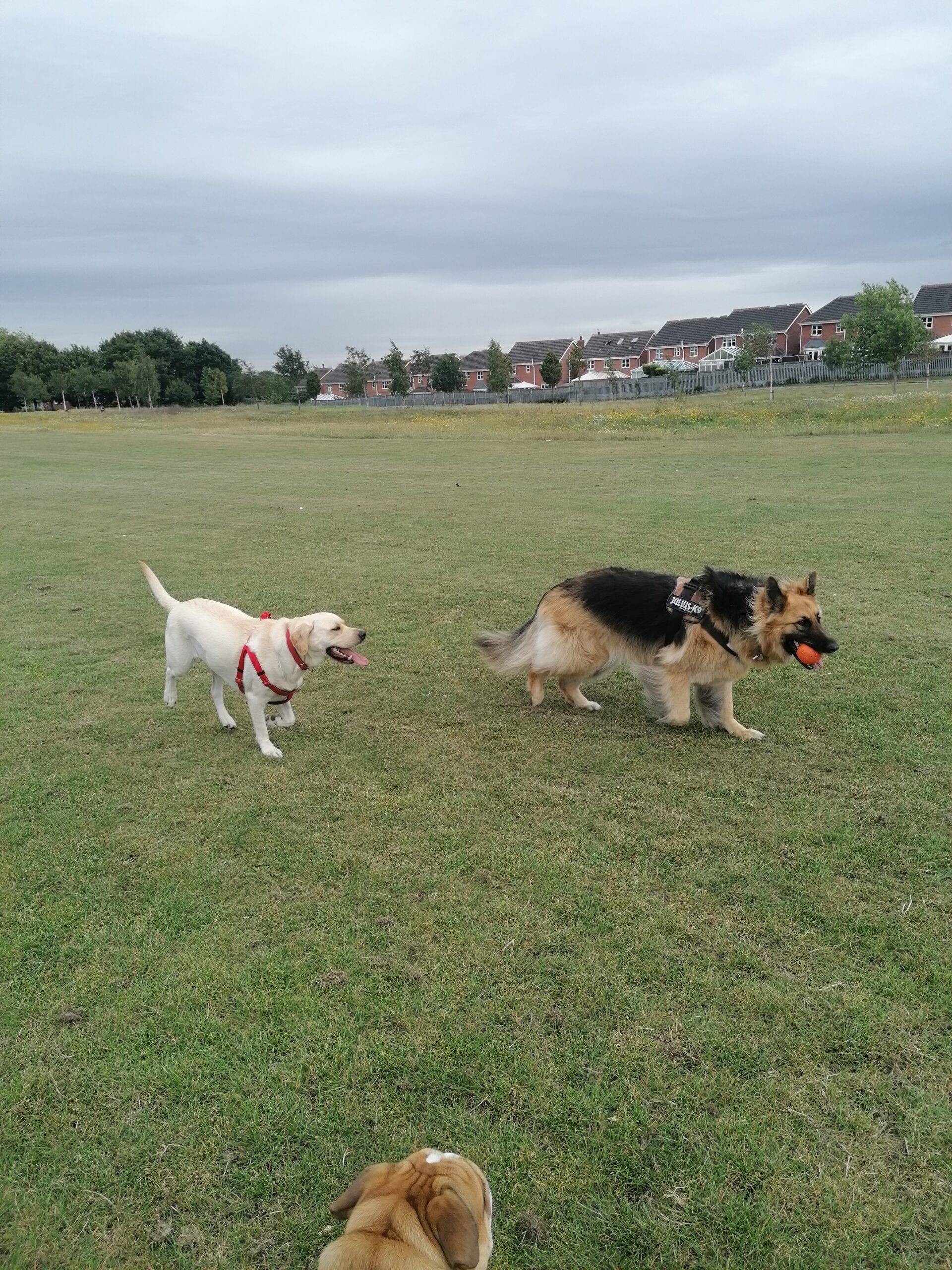 Waggly Walks – A professional, fully insured dog walking service ...